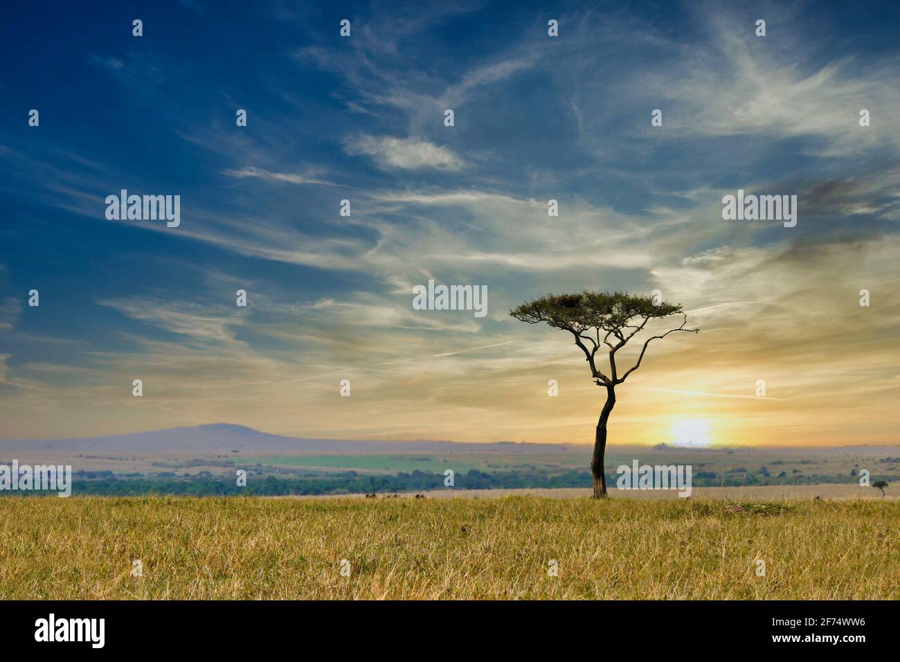 Acacia trees in maasai mara hi-res stock photography and images - Alamy