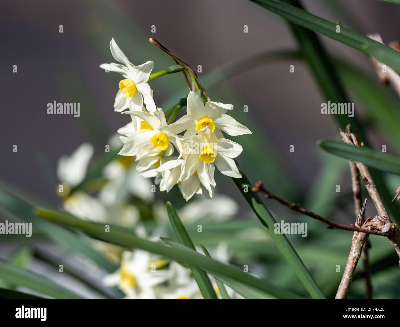 A cluster of Japanese Narcissus daffodils bloom along a walking path in ...