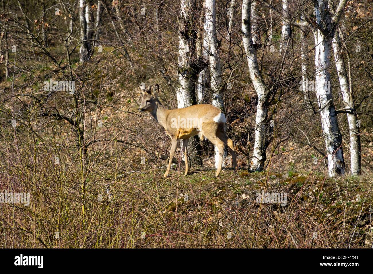 Roe deer buck on edge of woodland spring Stock Photo - Alamy