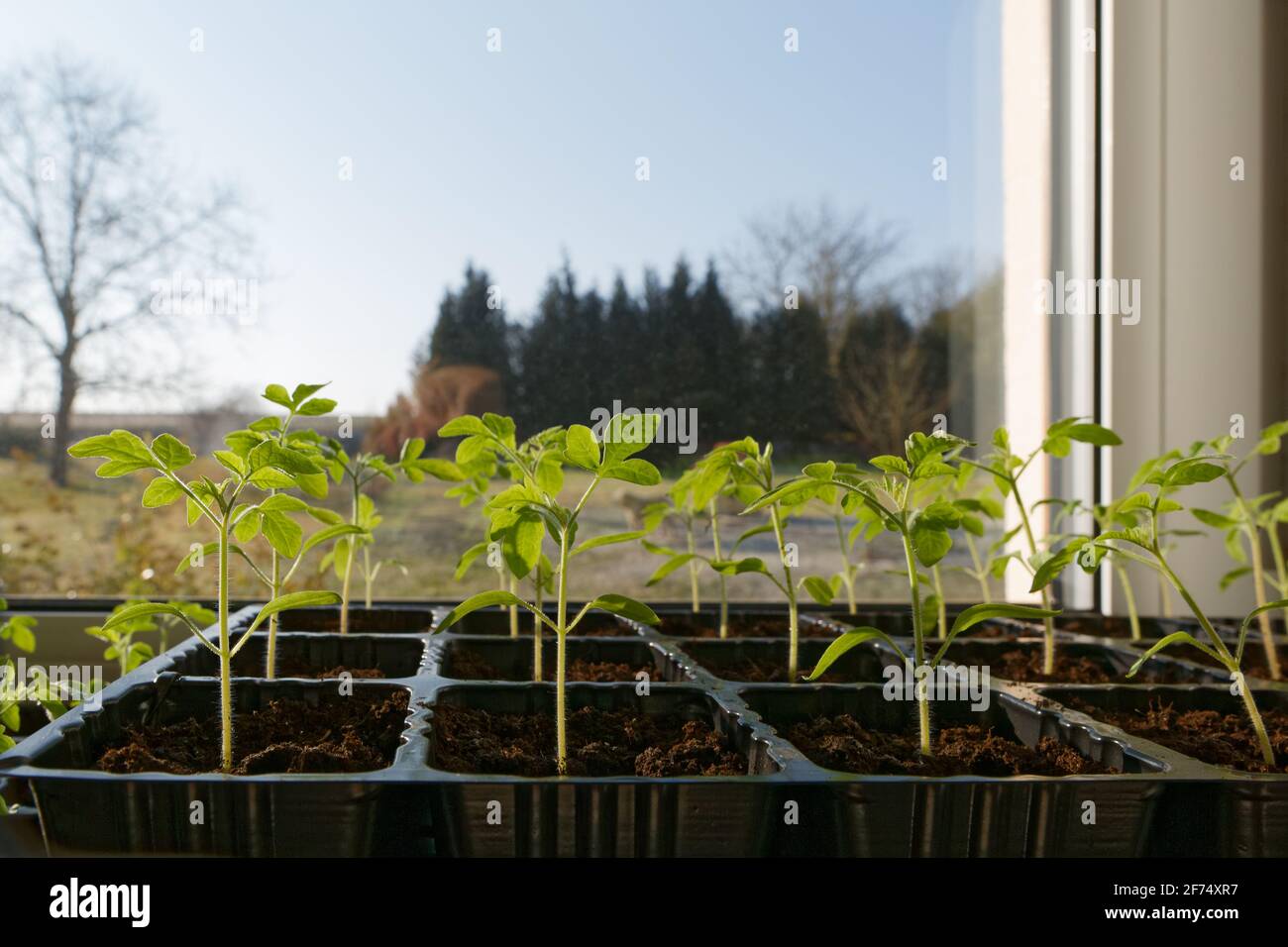 Tomato seed sprouting hi-res stock photography and images - Alamy