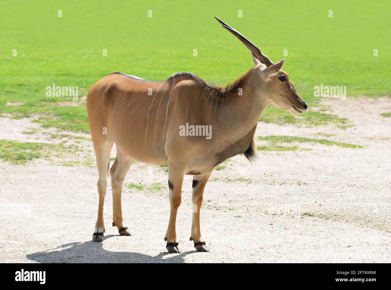 Common Eland