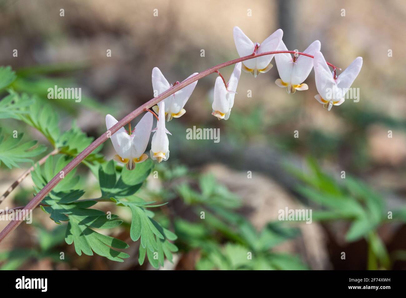 Dutchman’s Breeches flowers (Dicentra cucullaria) in Iowa Stock Photo ...
