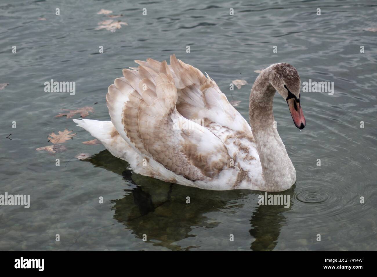 Beautiful swan swimming hi-res stock photography and images - Alamy
