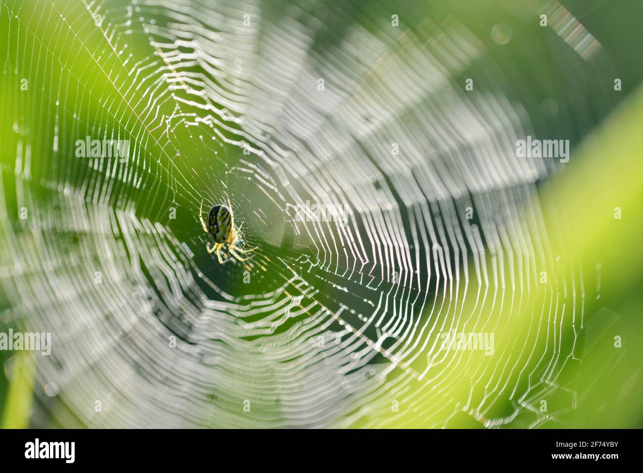 Spider on a cobweb close up. Nature background Stock Photo - Alamy