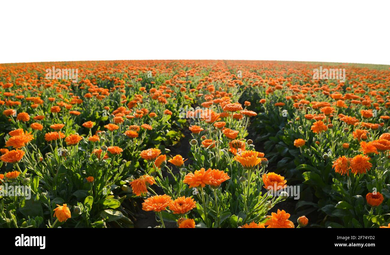 Pot Marigold (Calendula officinalis) growing on the field. Medicinal ...