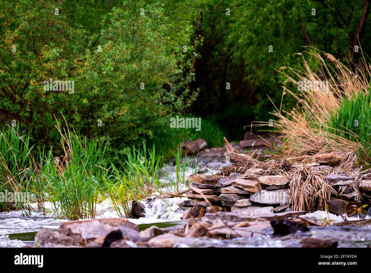 Forest spring or river flow landscape, calm nature background Stock ...