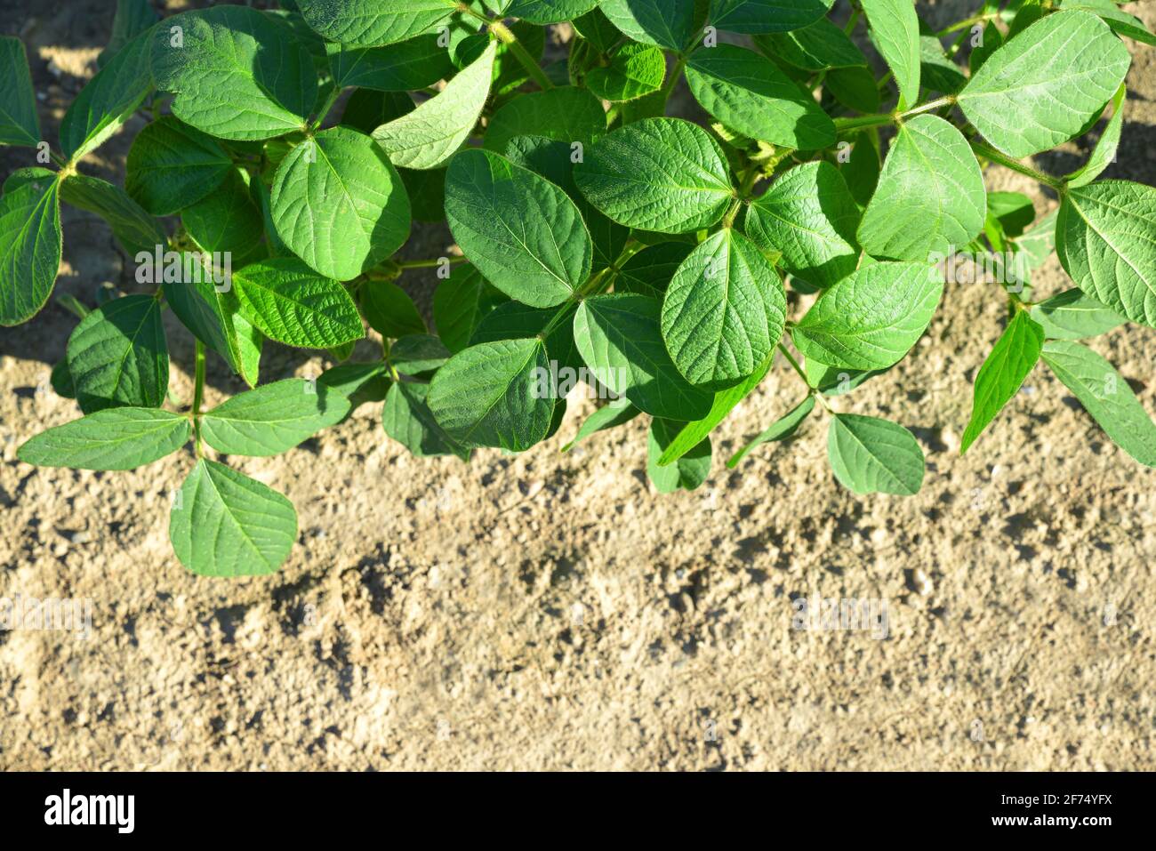 Growing soybeans plant hi-res stock photography and images - Alamy