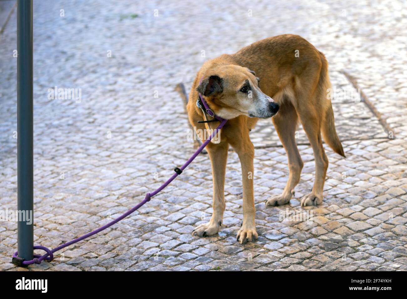 Animal outdoor tied up dog tied hi-res stock photography and images - Alamy