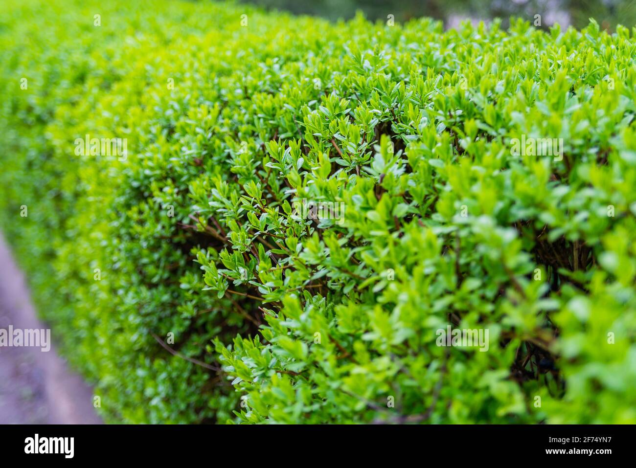 Tiny green leaf, trees are planted to a fence, natural fence, natural ...