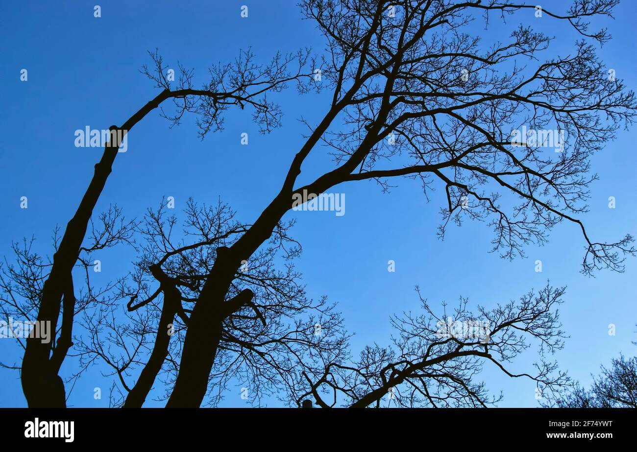 Tree trees shadow hi-res stock photography and images - Alamy