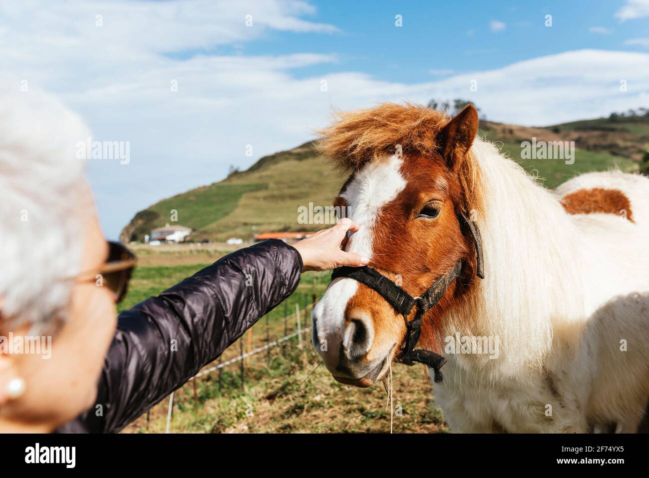 Crop unrecognizable elderly female in sunglasses caressing mare with ...