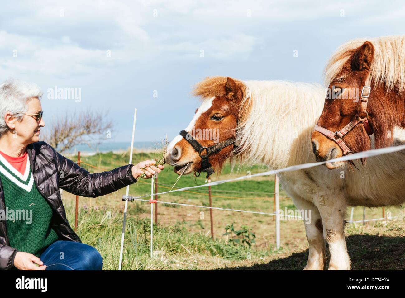 Crop elderly female in sunglasses giving grass to mare with fluffy mane ...