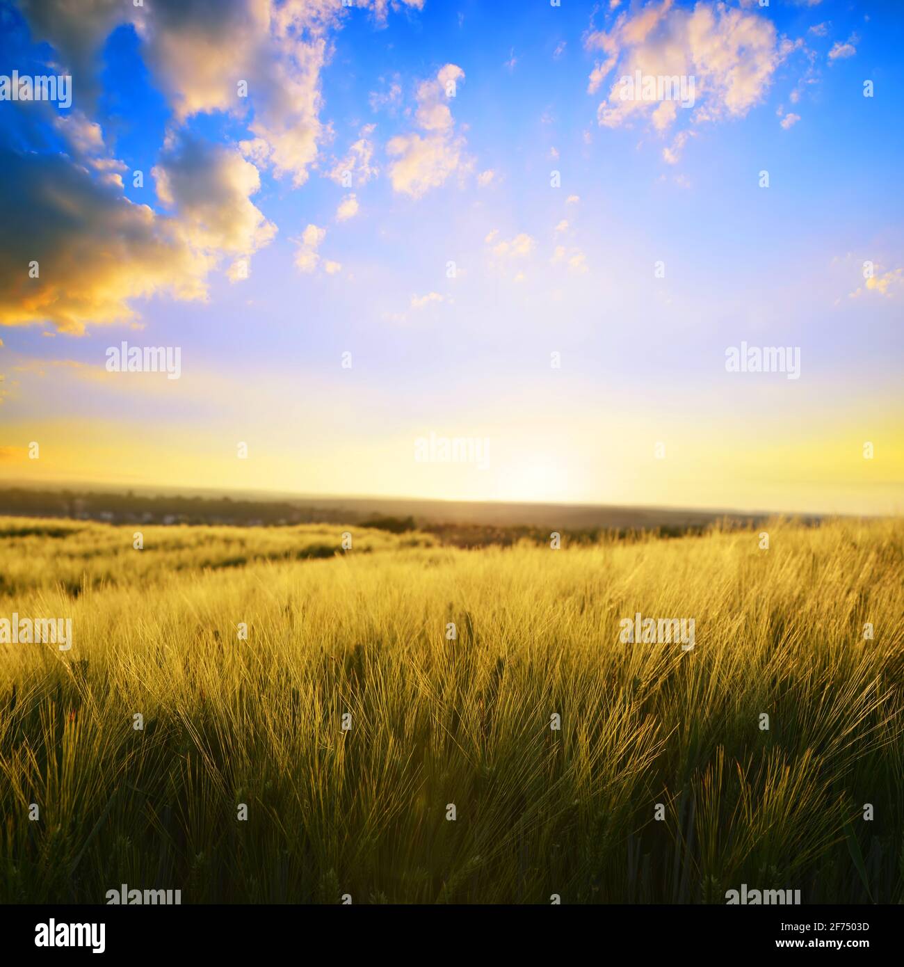 Barley field at sunset hi-res stock photography and images - Alamy