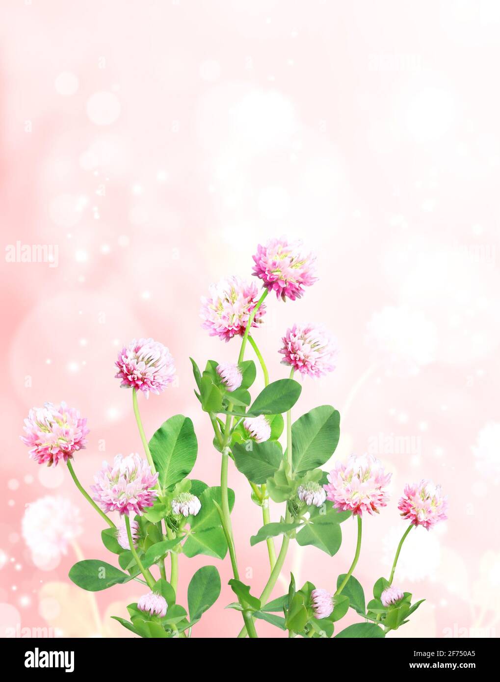 Wild red clover (Trifolium pratense) on sunny beautiful nature spring ...