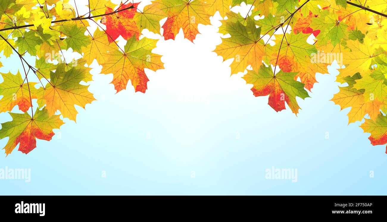 Calm fall season. Maple leaves on sunny beautiful blue sky background ...