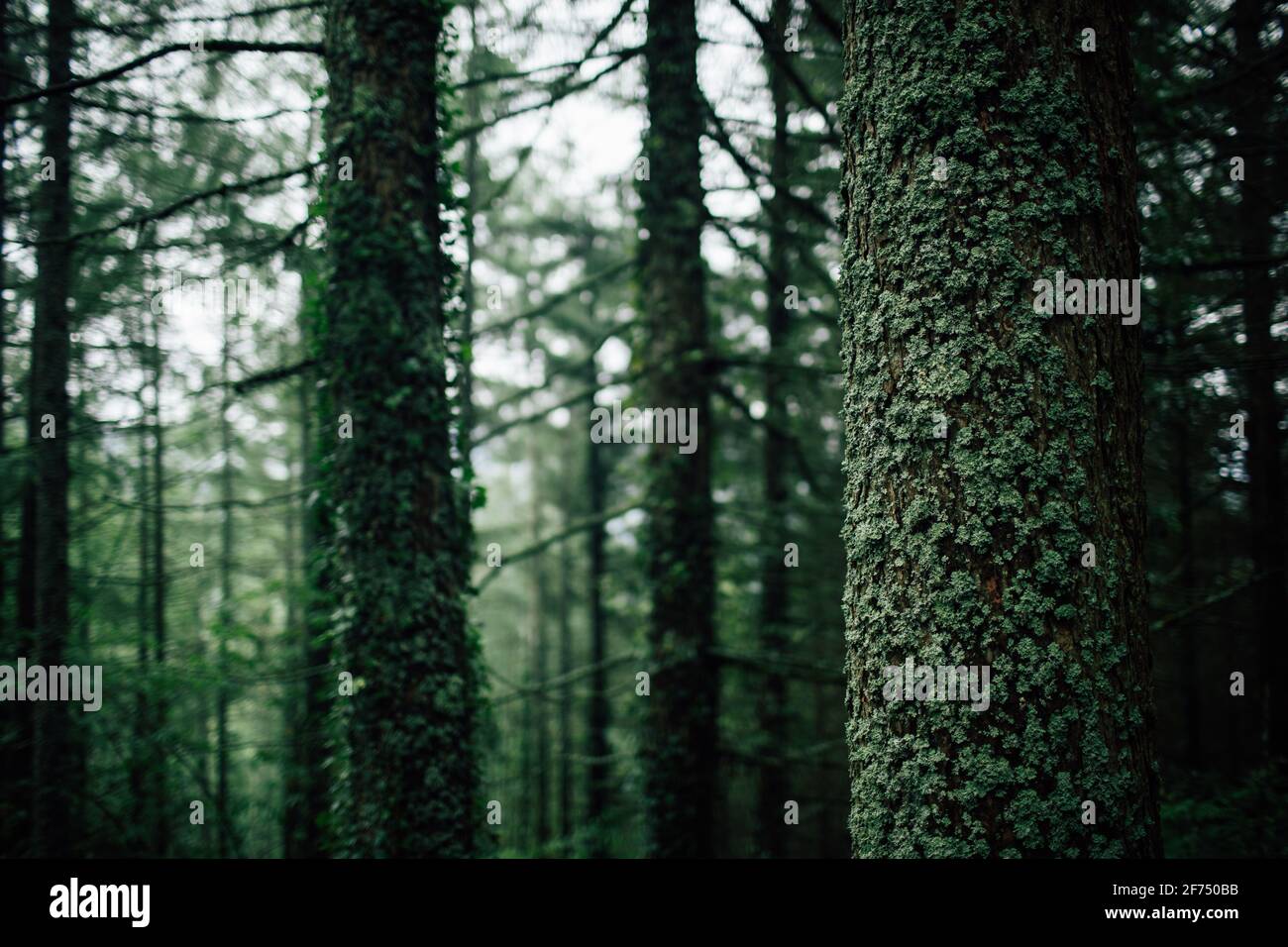Tall coniferous trees with lichen on trunks growing in dense woodland ...