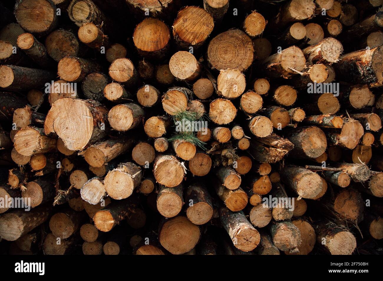 Textured background of cut firewood in rows with uneven surface and ...