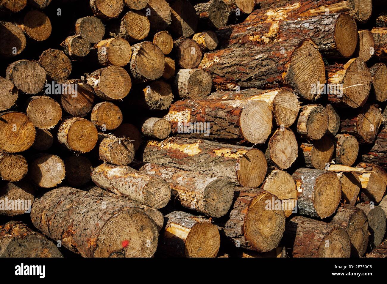 Textured background of cut firewood in rows with uneven surface and ...