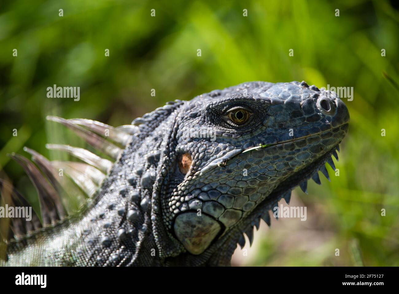 Closeup of Green iguana lizard of the genus basking in the sun South ...