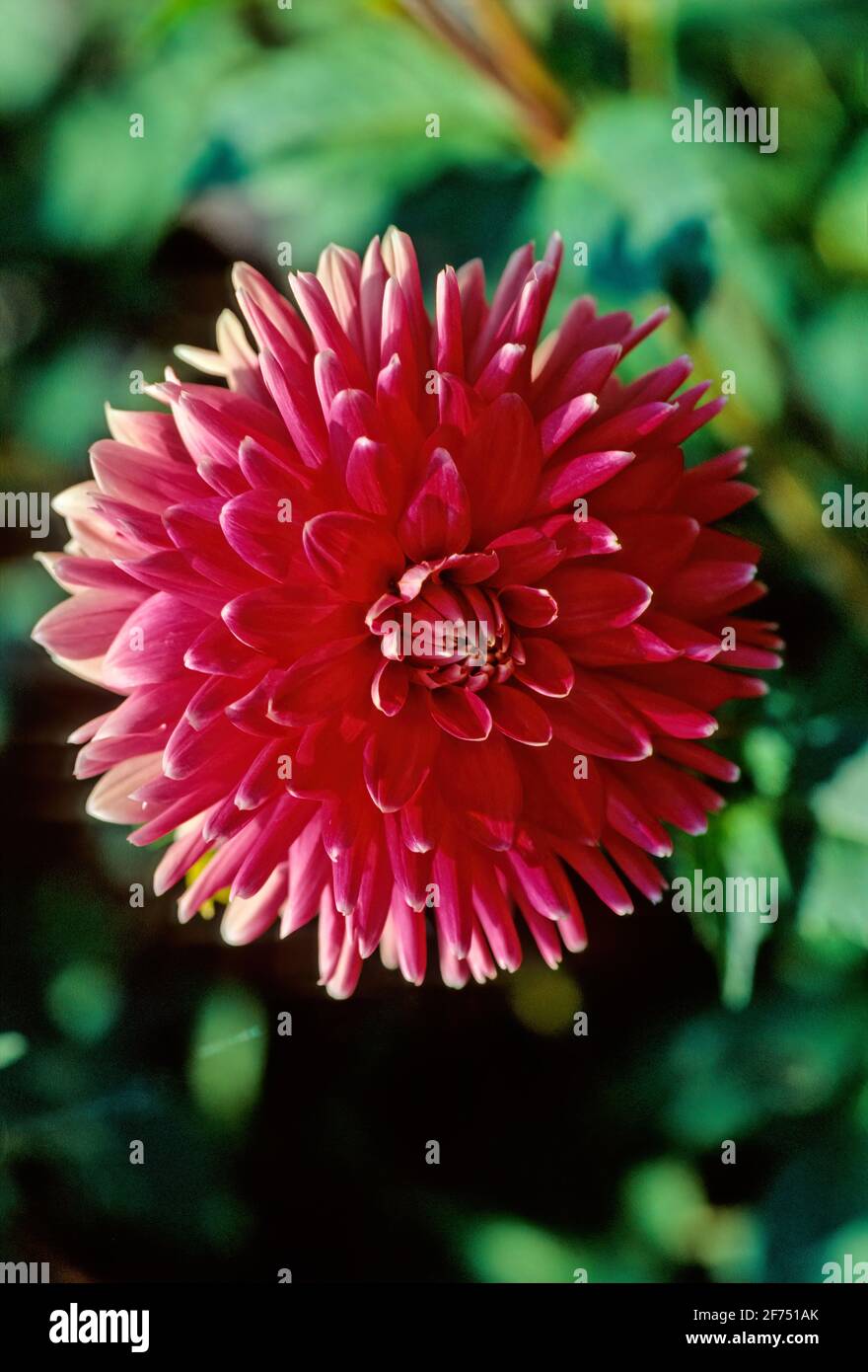 dahlia hybrida sp., fam. compositae Stock Photo - Alamy