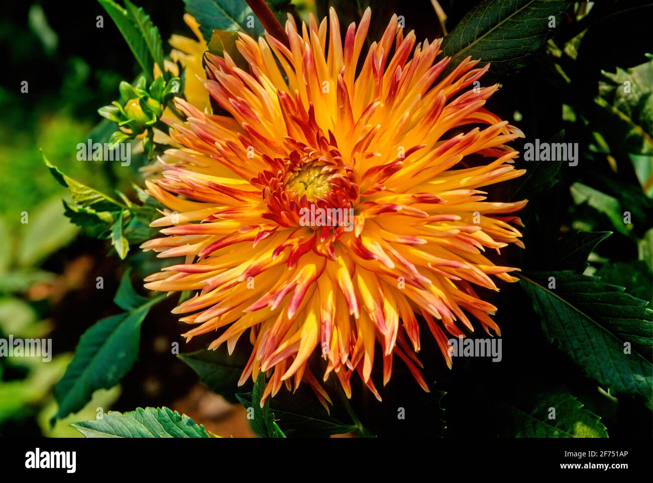 dahlia hybrida sp., fam. compositae Stock Photo - Alamy