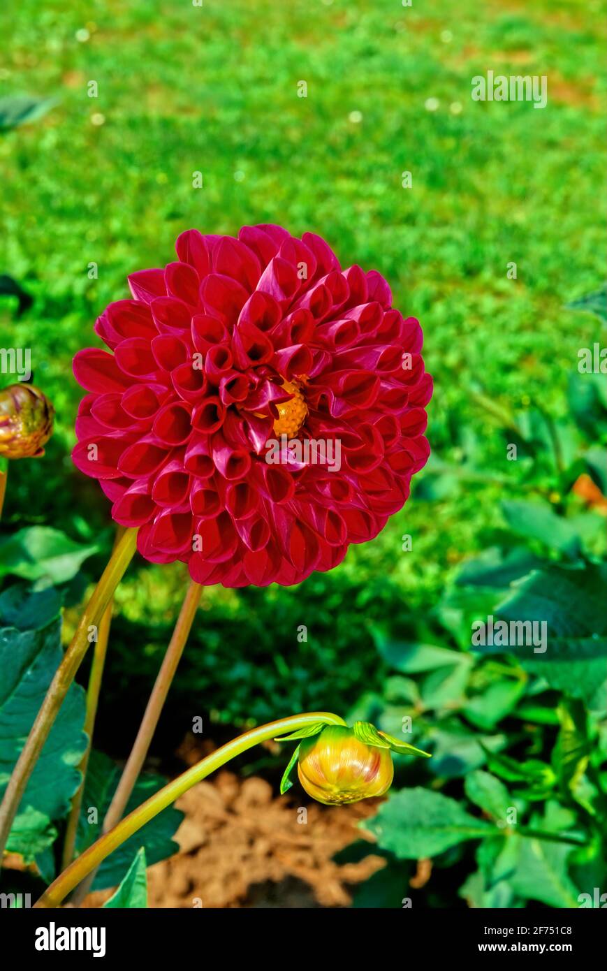dahlia hybrida noable nobel, fam. compositae Stock Photo - Alamy