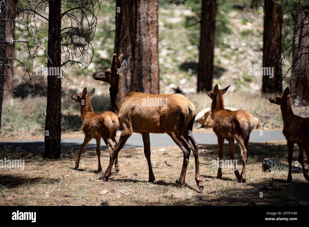 Forest animals wildlife. Deer Fawn, Bambi, capreolus. White-tailed ...
