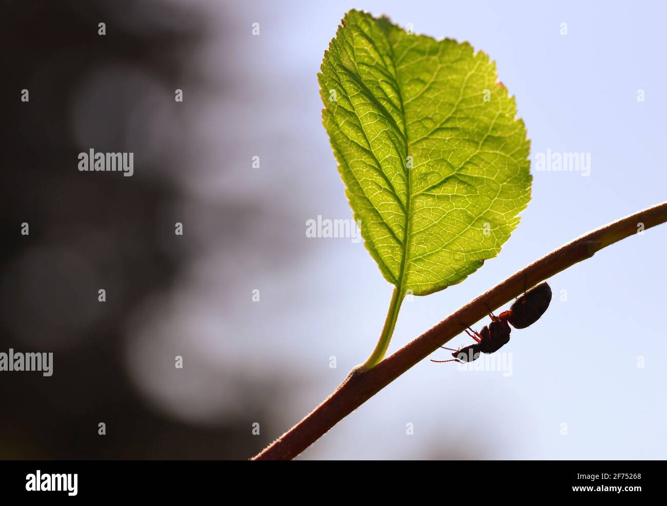 Ant walking on the tree branch at sunset. Nature background Stock Photo ...