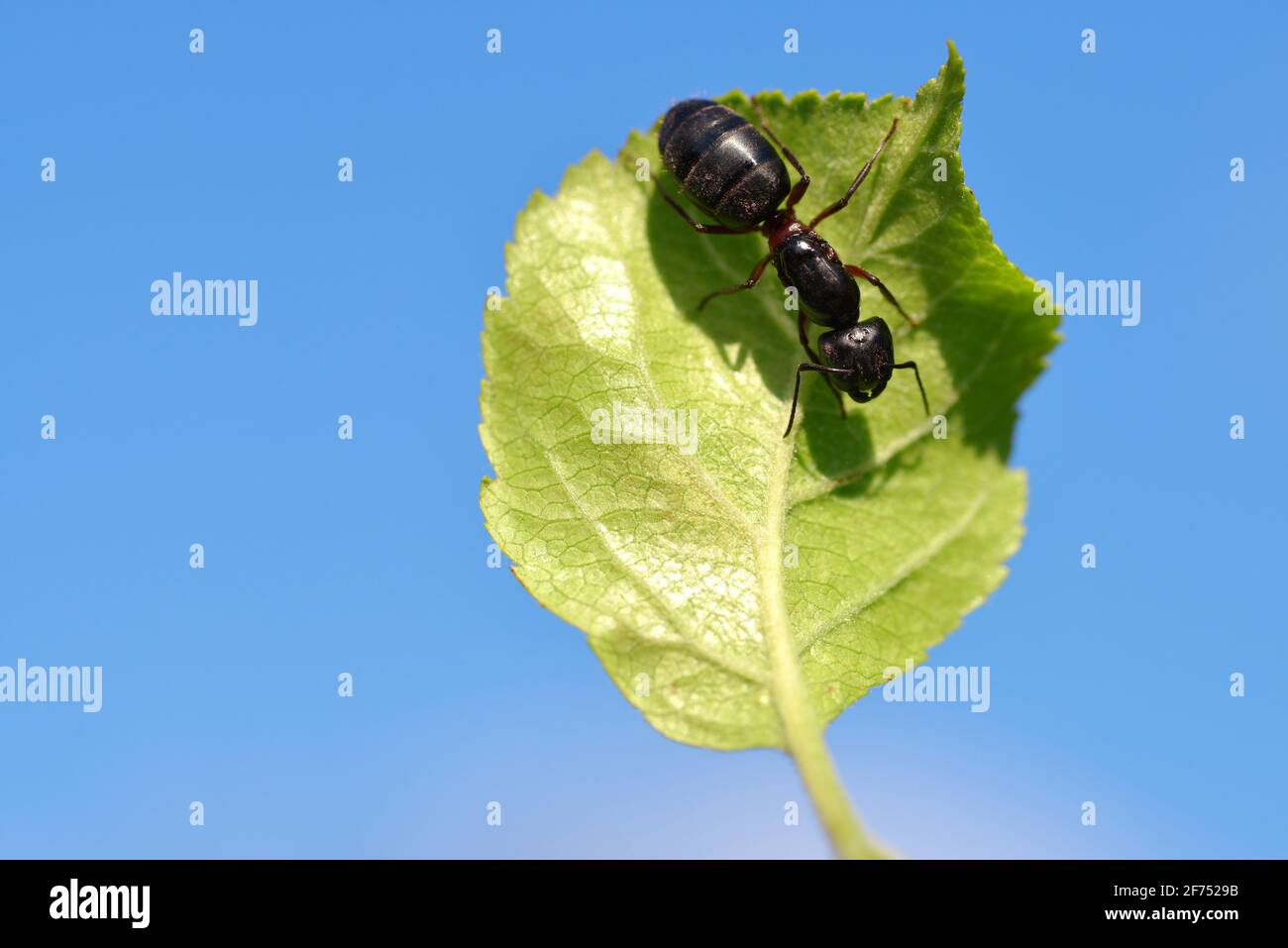 Ant with green leaf hi-res stock photography and images - Alamy