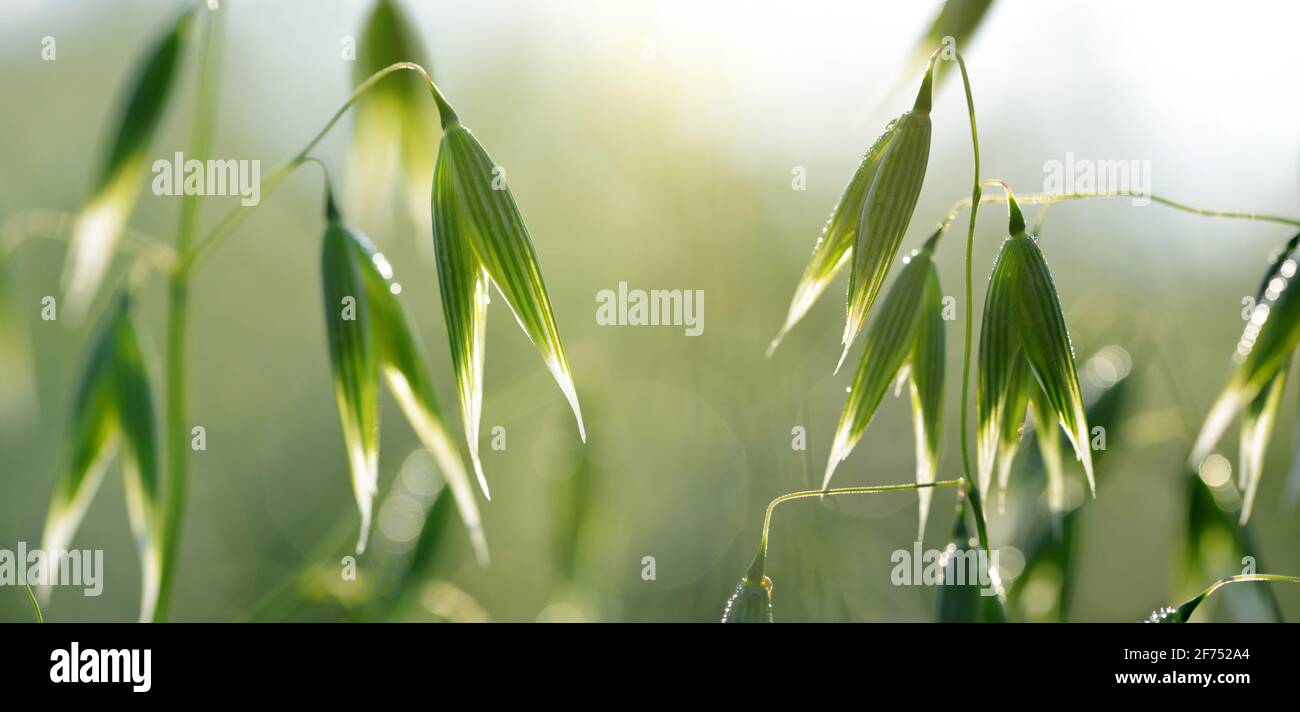 Close up view of green oats on the field. Agricultural background Stock ...
