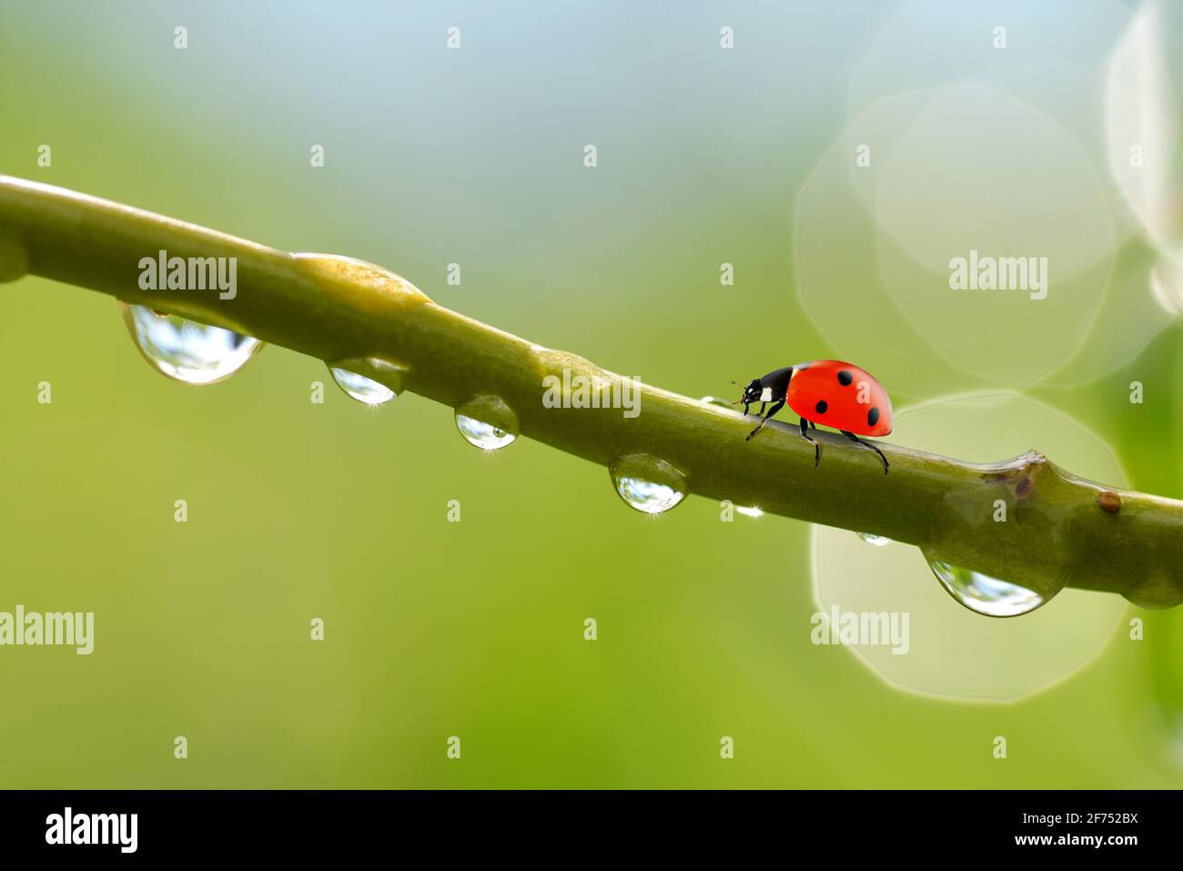 Ladybird with water droplet hi-res stock photography and images - Alamy