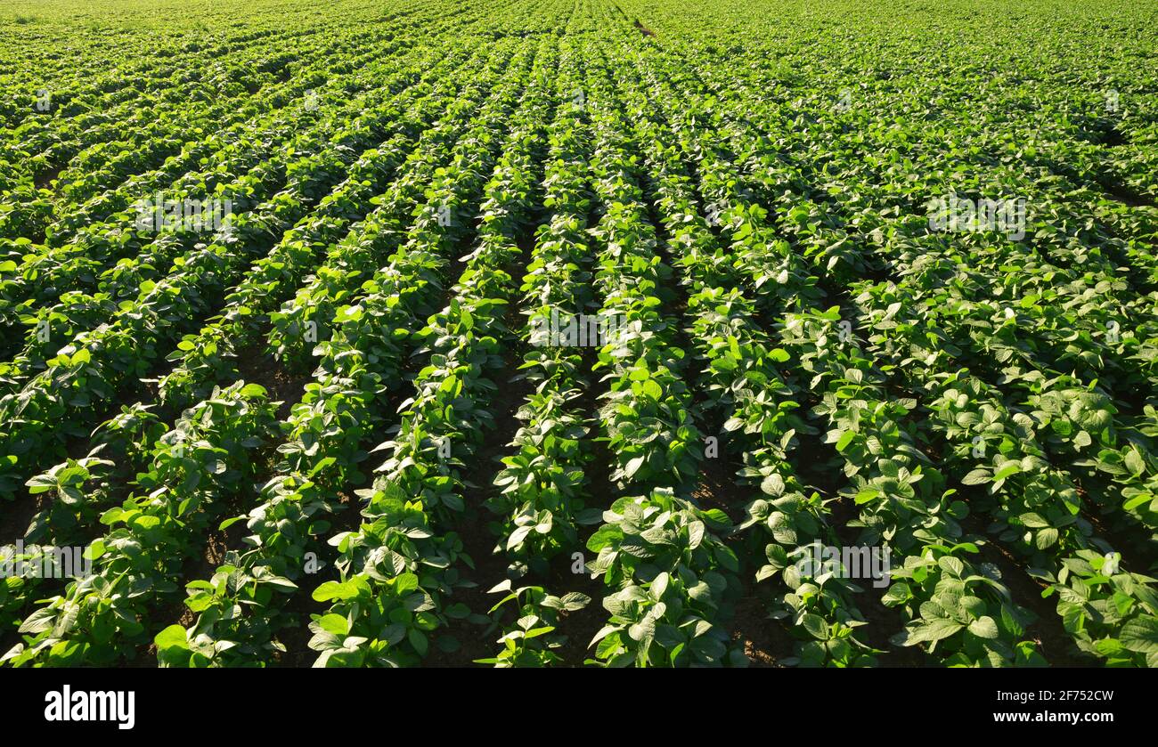 Growing green soybeans plant on field. Soy plantation as background ...