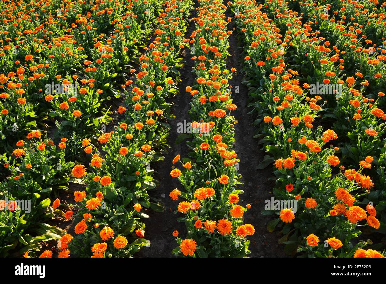 Pot Marigold (Calendula officinalis) growing on the field. Medicinal ...