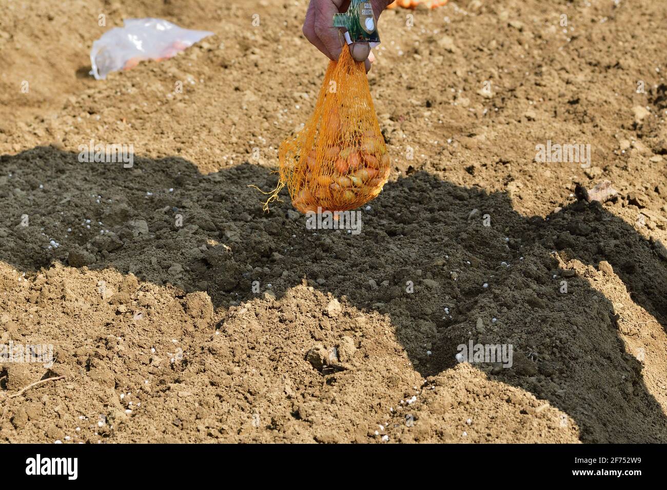 Handmade method of planting plant seeds in a row in the ground in ...
