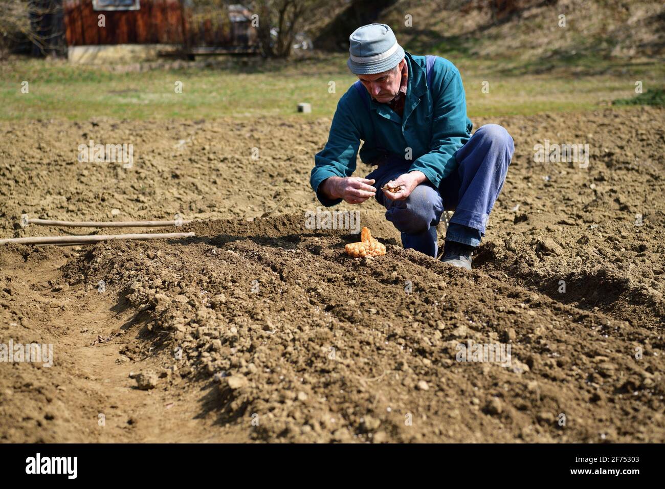 Handmade method of planting plant seeds in a row in the ground in ...