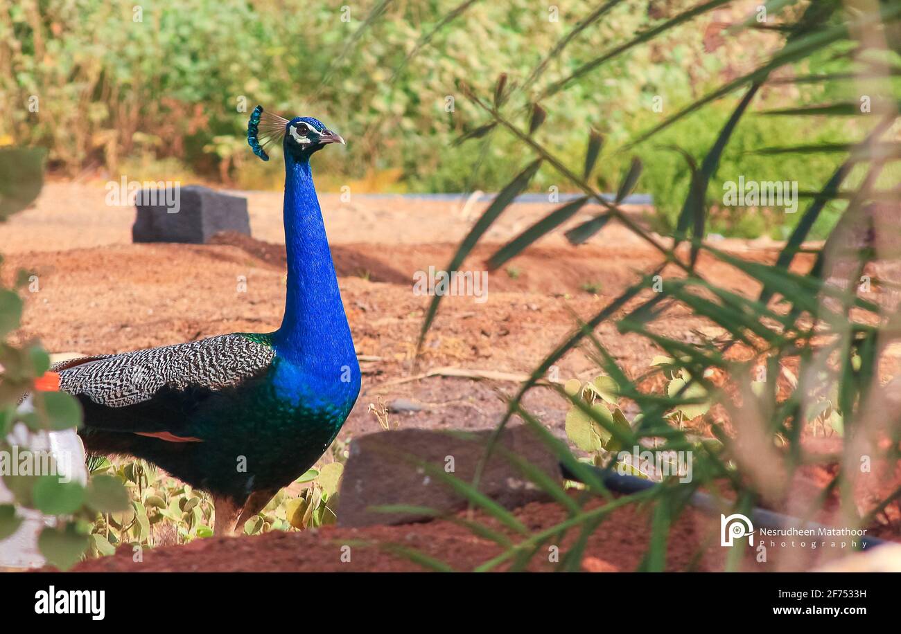 birds of india Stock Photo - Alamy