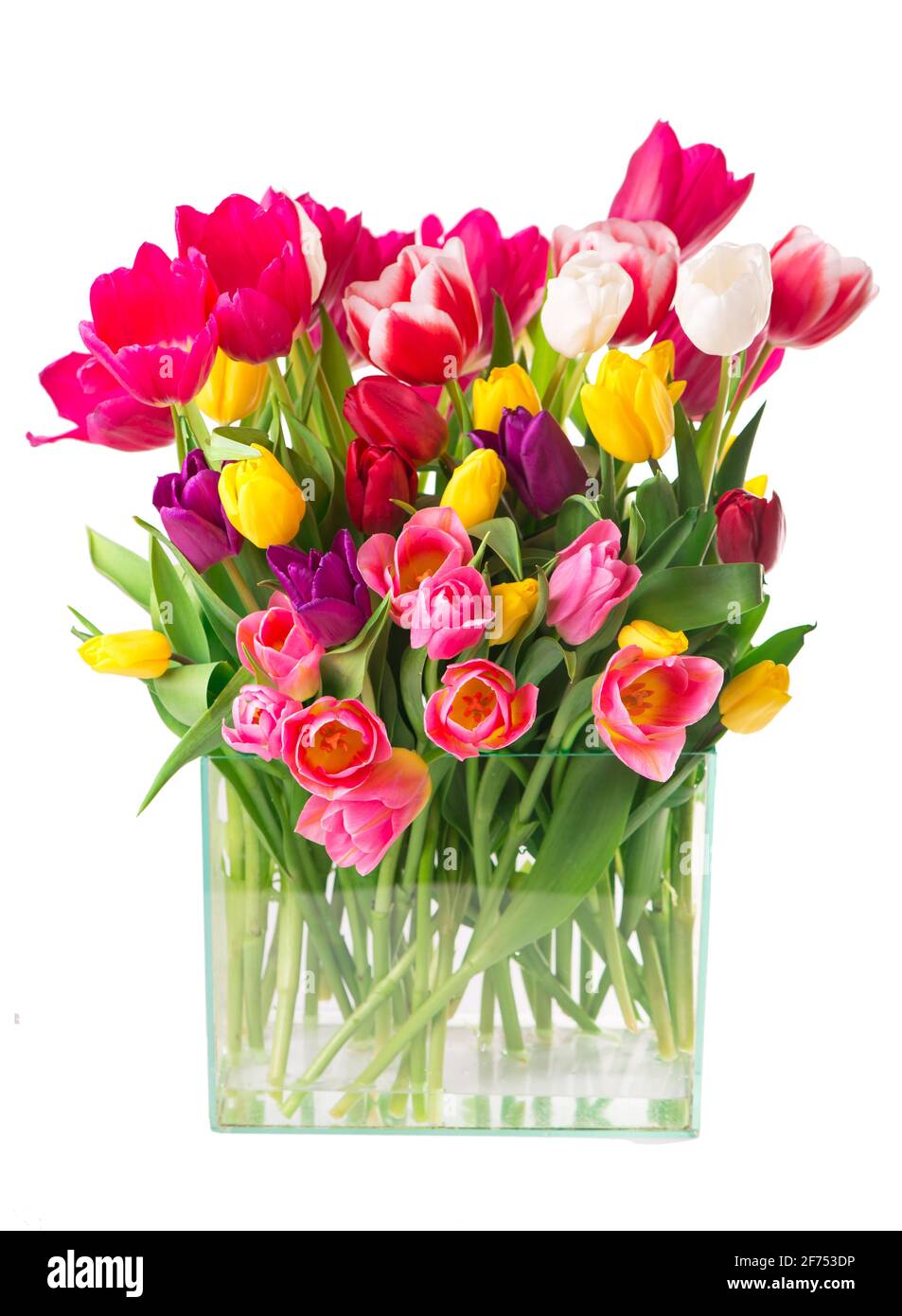 Many beautiful colorful tulips with leaves isolated Stock Photo - Alamy