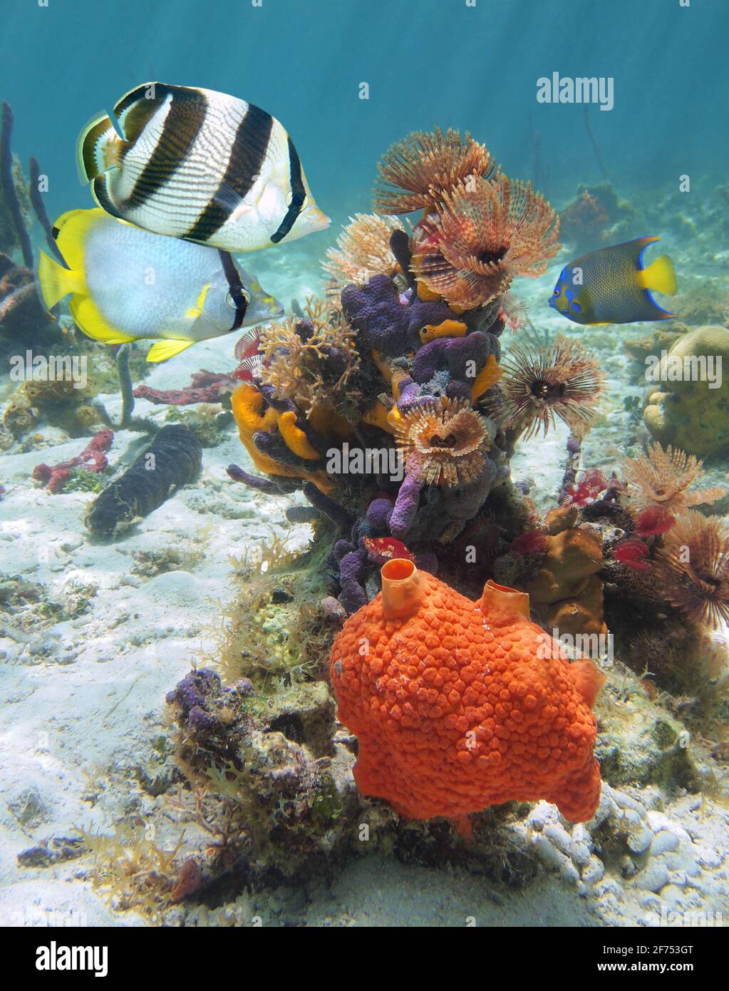 Colorful tropical fish with marine worms and sea sponges underwater ...