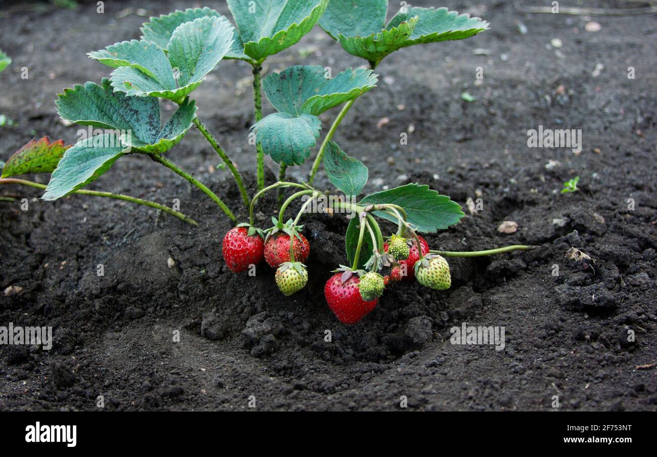 Strawberry is ripening on the young bush. Red ripe berries in the green leaves and soil ...