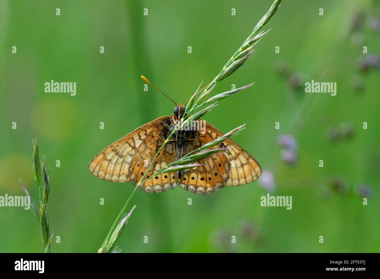 The marsh fritillary (Euphydryas aurinia) on the flowers on the ...