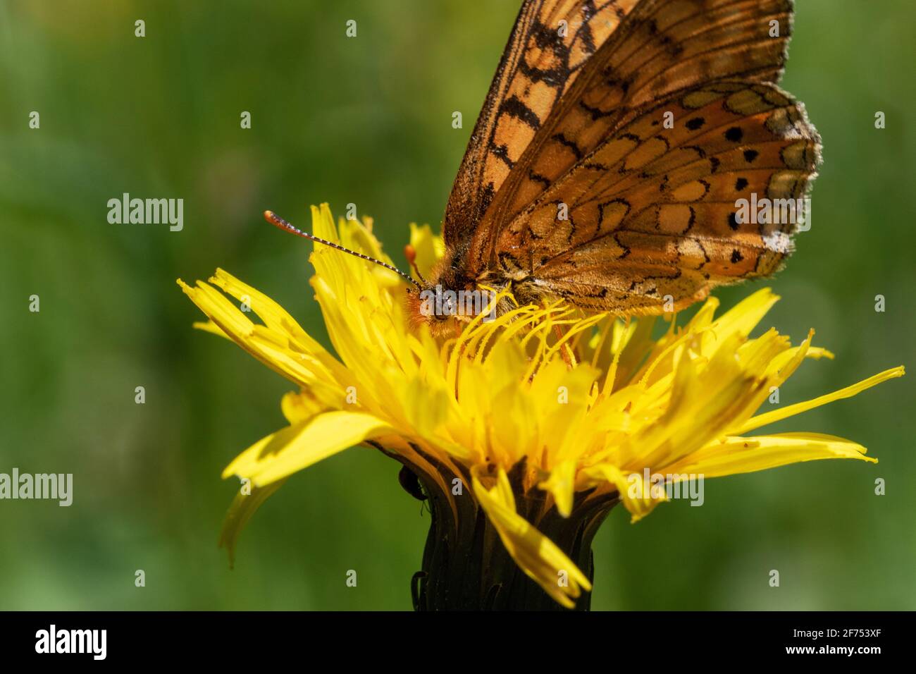 The marsh fritillary (Euphydryas aurinia) on the flowers on the ...