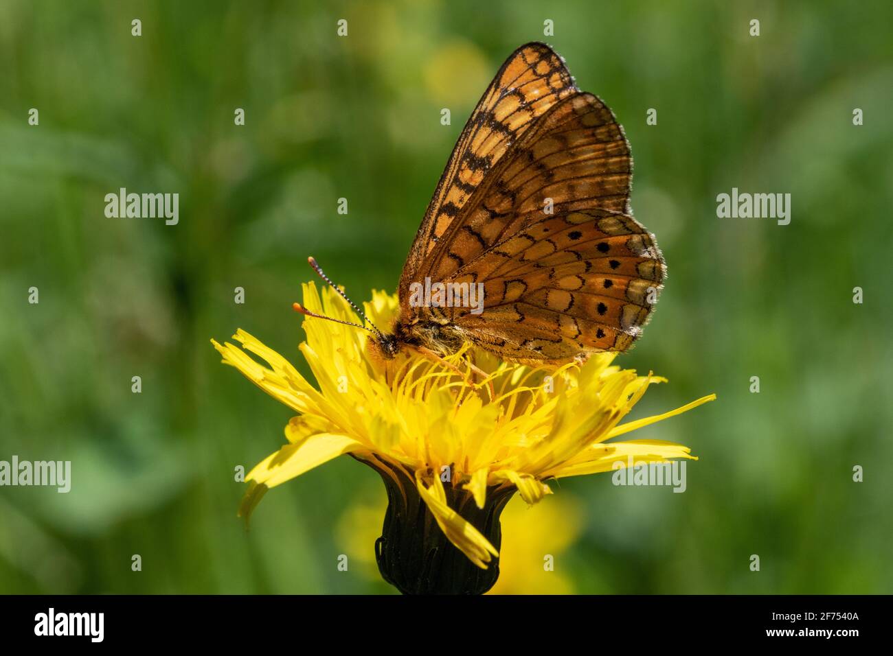Insects pollination hi-res stock photography and images - Alamy