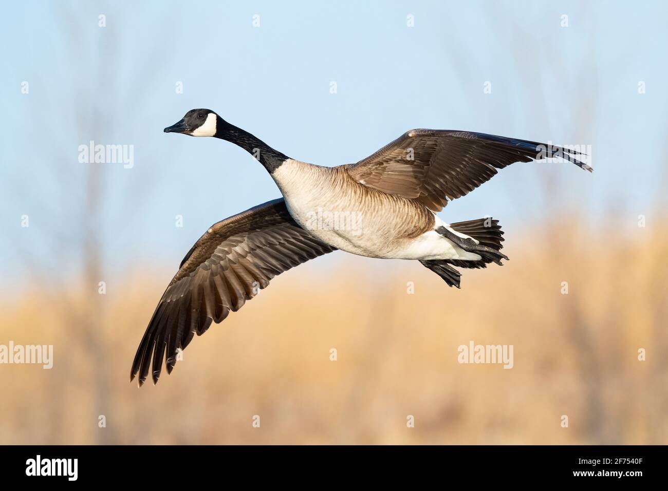 Canadian Goose Flying