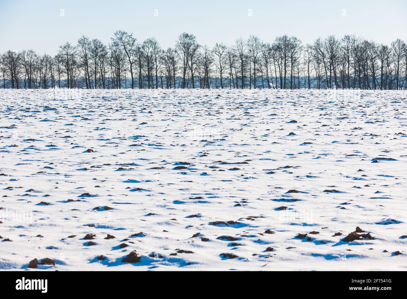 Snowy field in front of trees Stock Photo - Alamy