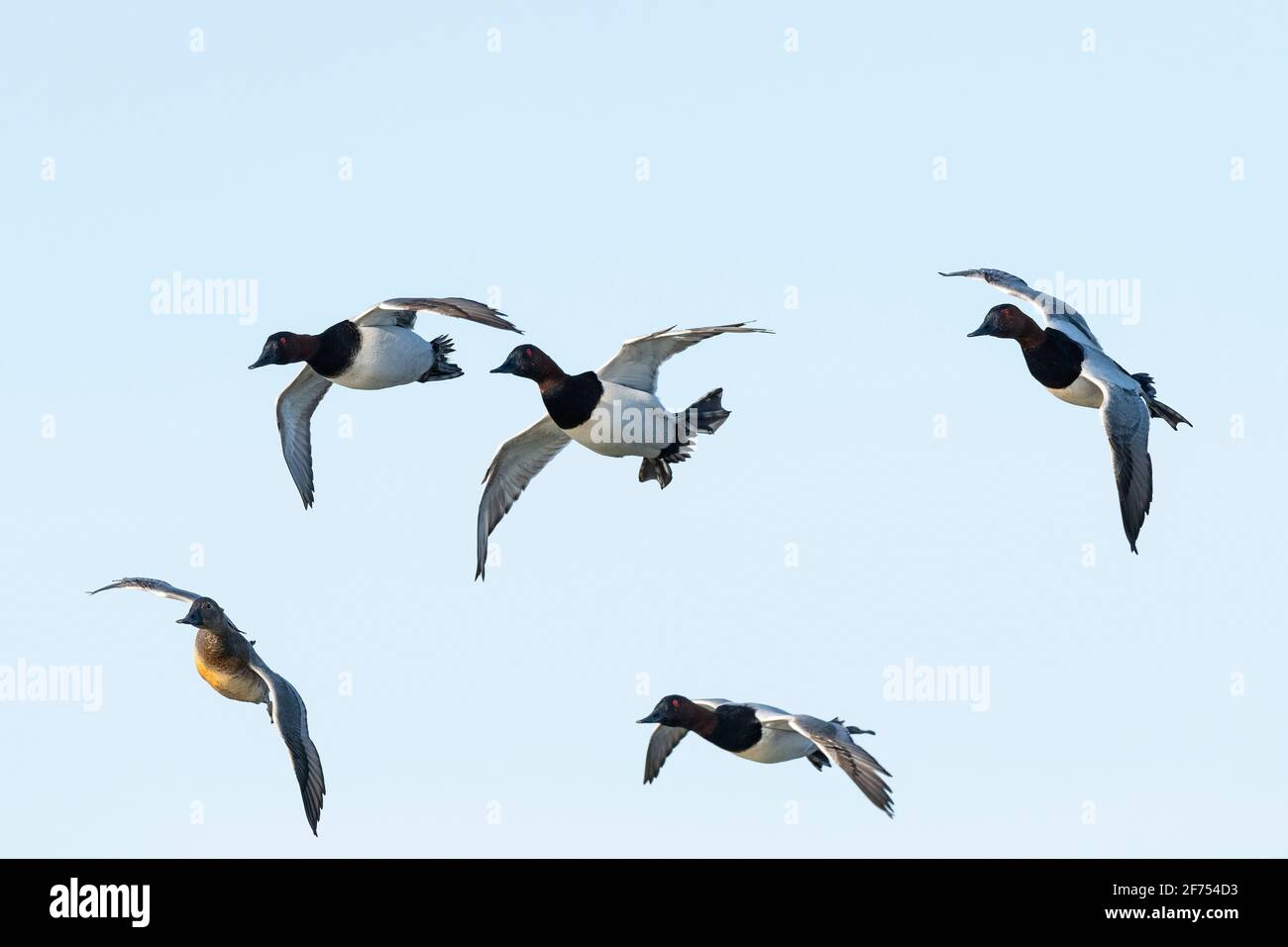 Canvasback duck flying hi-res stock photography and images - Alamy