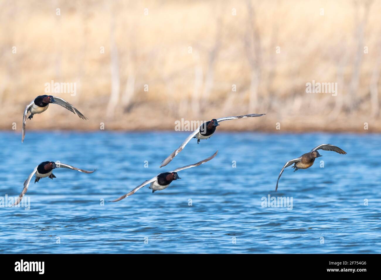 Flying canvasback duck hi-res stock photography and images - Alamy