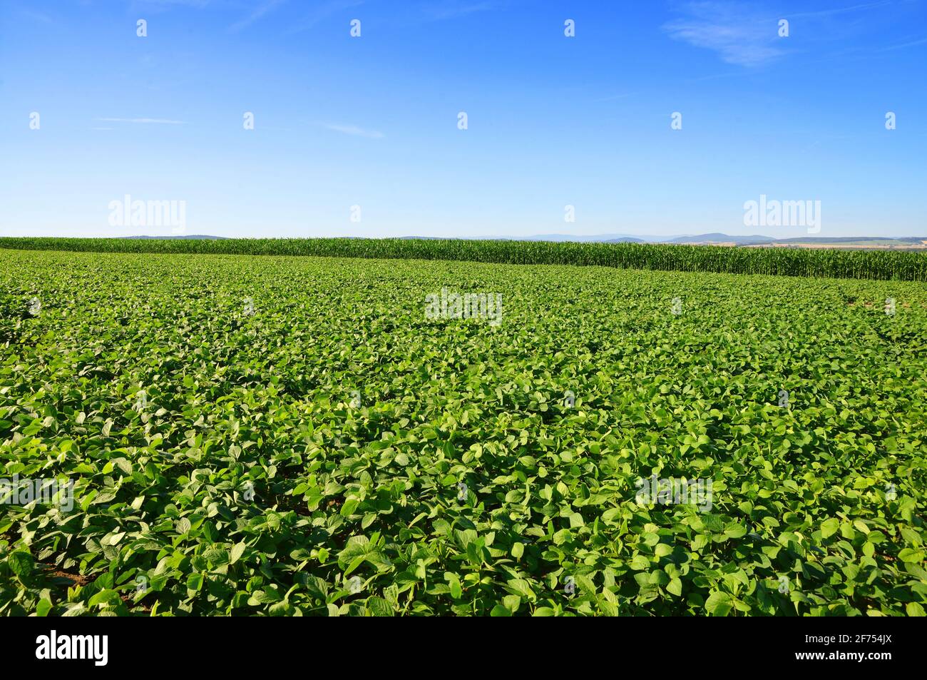 Growing green soybeans plant on field. Soy plantation Stock Photo - Alamy