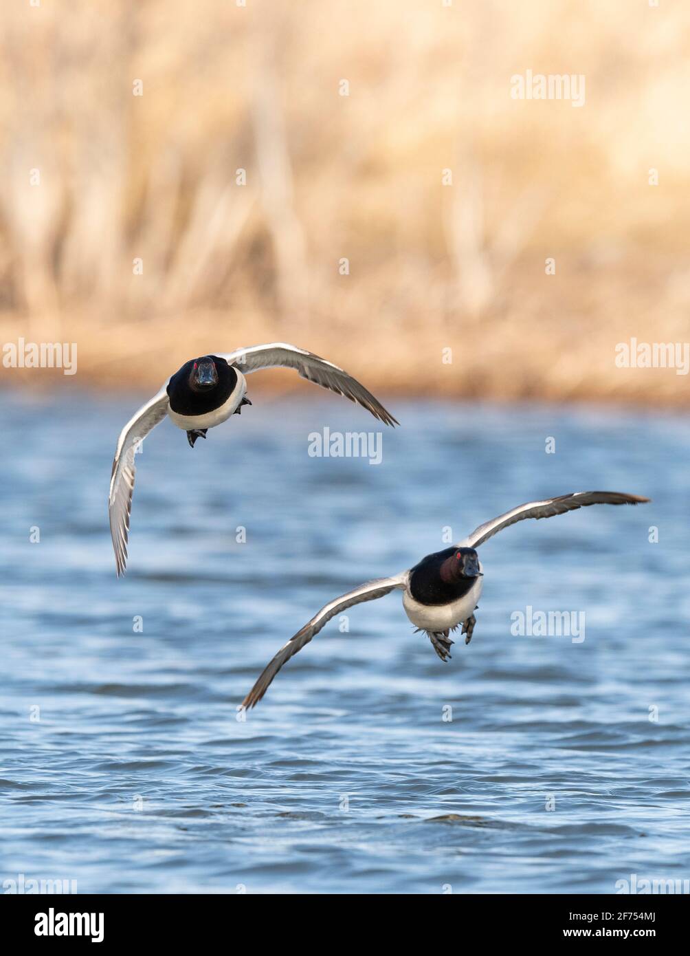 Canvasbacks on a prairie marsh in South Dakota on a spring morning ...