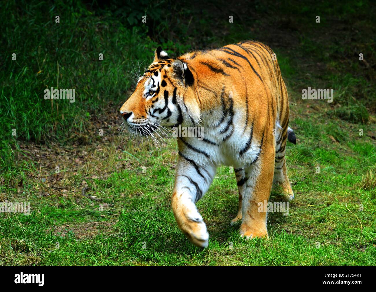 Siberian Tiger (Panthera tigris altaica). Wildlife shot Stock Photo - Alamy