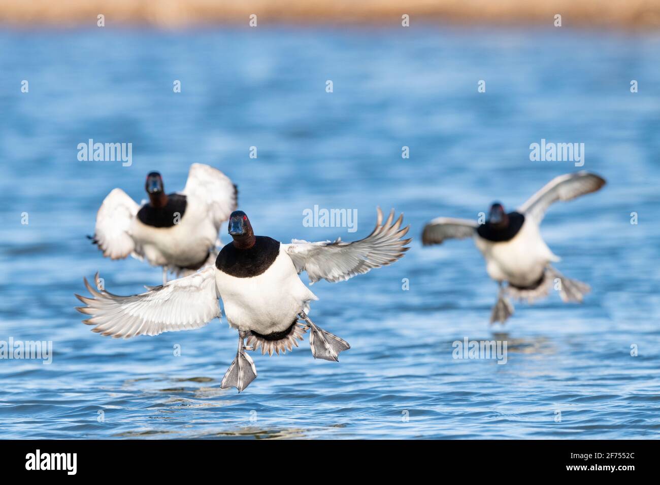 Canvasback duck flying hi-res stock photography and images - Alamy
